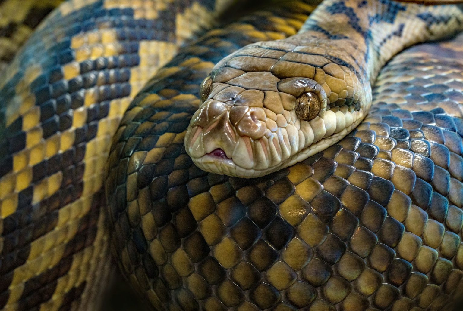 As Maiores Cobras do Mundo: Conheça as Gigantes do Reino Animal – Alma ...